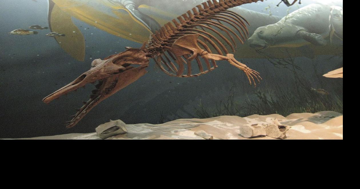 Colossal Fossils of Wausau brings Whale of a Tale program to the Antigo ...