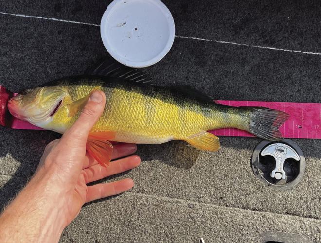 Perch in Idaho’s Lake Cascade are a Western phenomenon | Outdoors ...