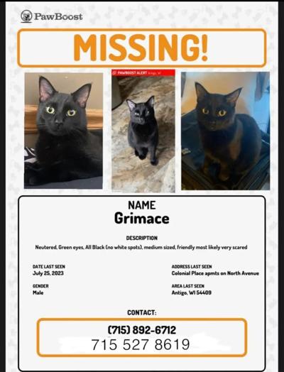 Missing Cat | News | antigojournal.com