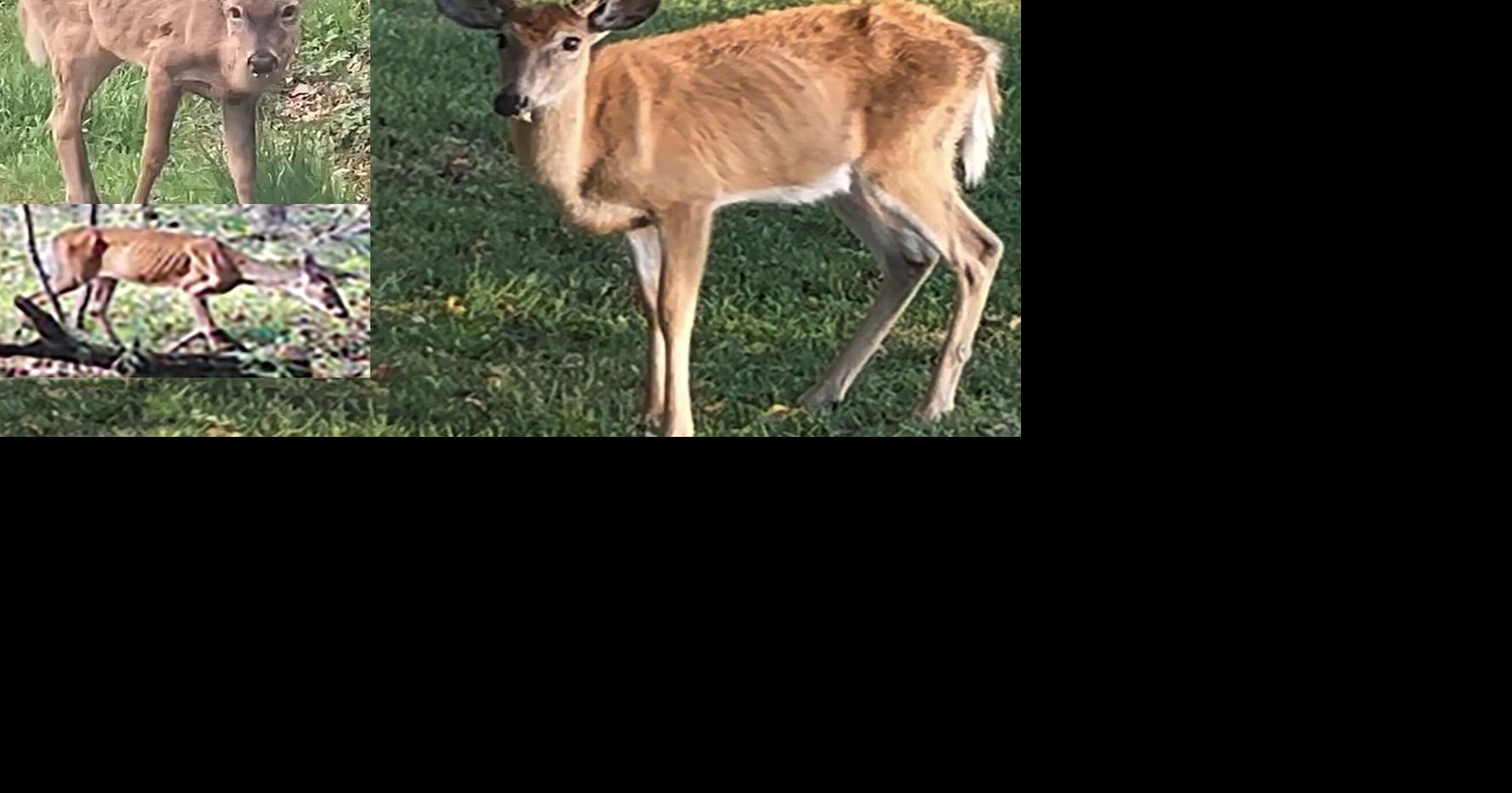 Patrick Durkin: Lawmakers keep ignoring their harms to deer, deer ...