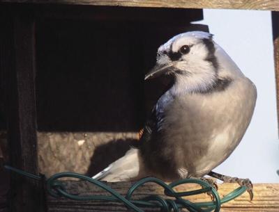 Migrating blue jays disrupt the best-planned turkey hunt | Outdoors ...