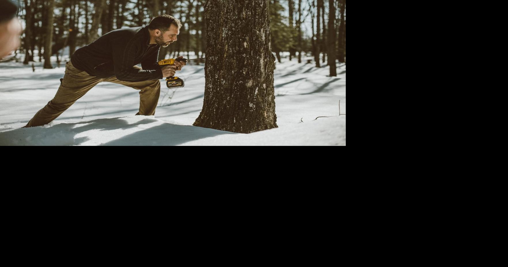 Tapped Maple Syrup begins season | Local News | antigojournal.com