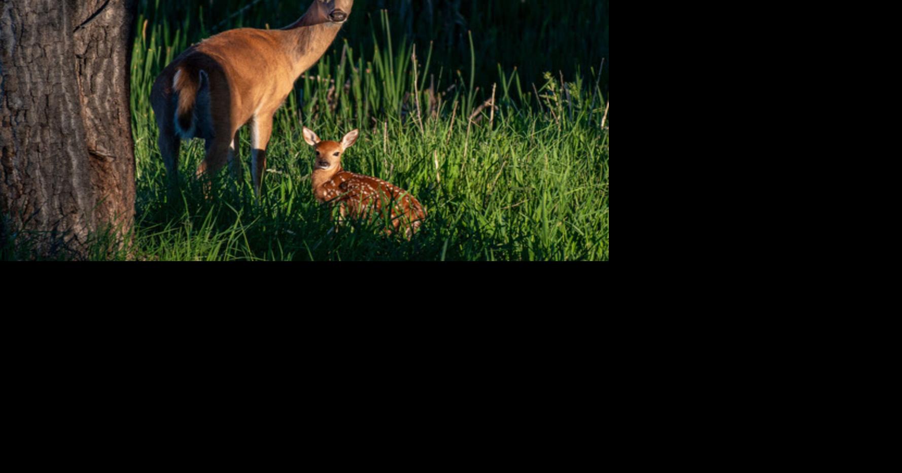 Tips shared on what to do if a fawn is found | News | antigojournal.com