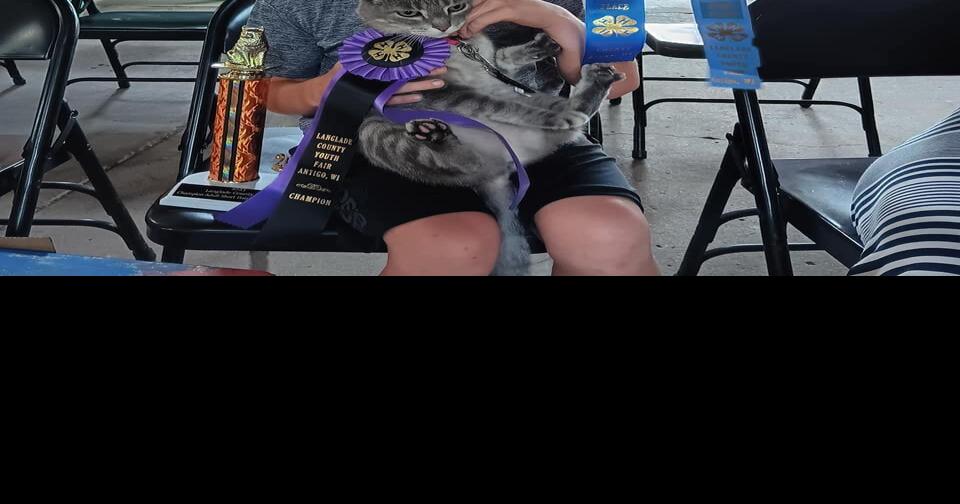 4-H Cat Project results | News | antigojournal.com
