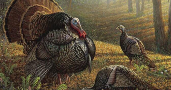 Winners named in 2023 wild turkey, pheasant and waterfowl stamp contest ...