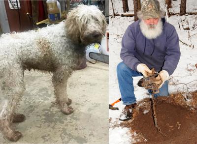 Trappers lend a hand when dogs wander far from home | | antigojournal.com