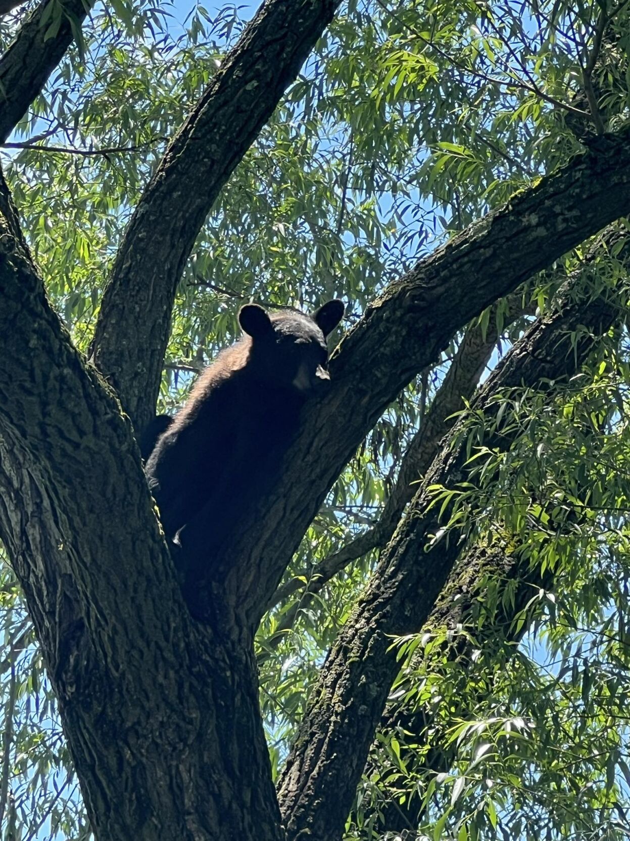 Weekend visitor | News | antigojournal.com