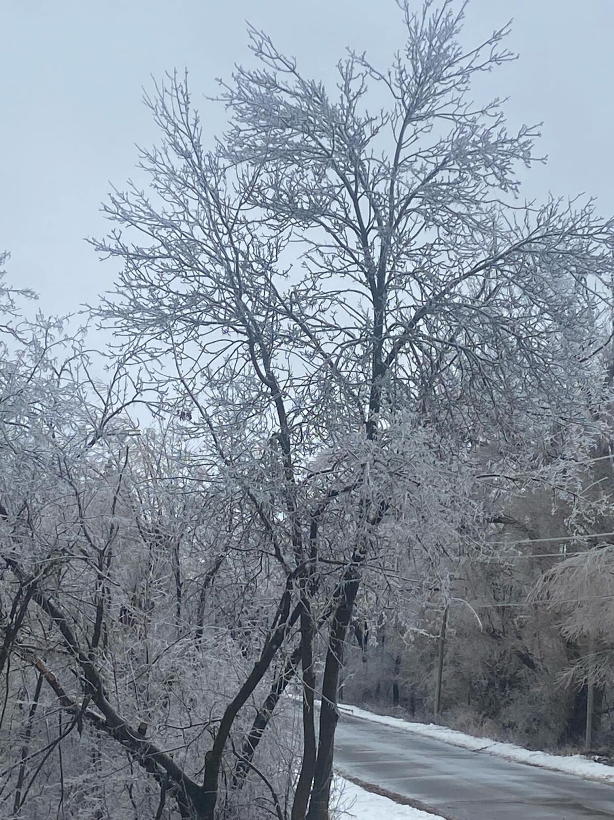 Destructive beauty. Ice storm brings downed trees, widespread power ...