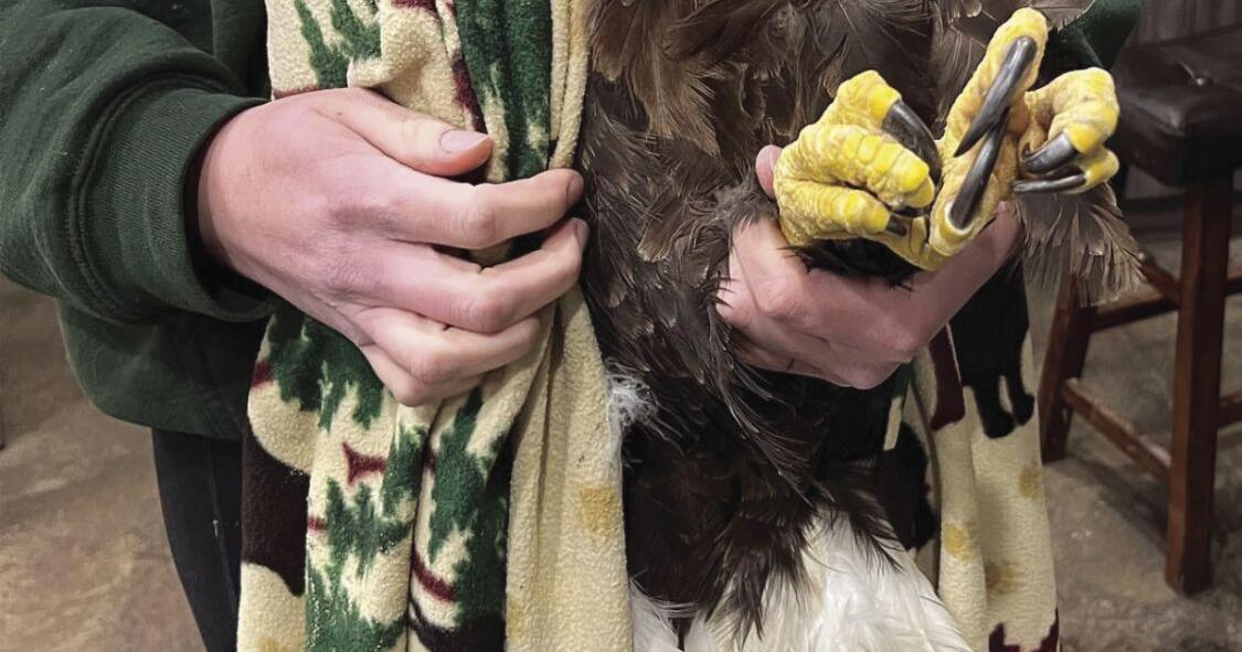 REGI treating eagle for lead poisoning | Local News | antigojournal.com