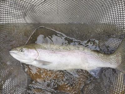 Inland trout catch-and-release season opens Saturday | Outdoors ...