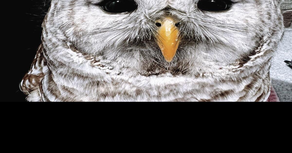 REGI overwhelmed with starving barred owls | Local News | antigojournal.com