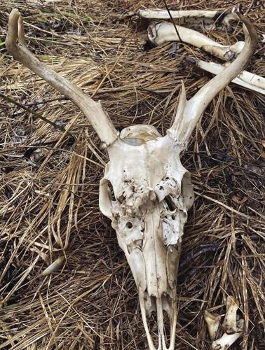 Young buck’s ravaged skull defies easy explanations | Outdoors ...