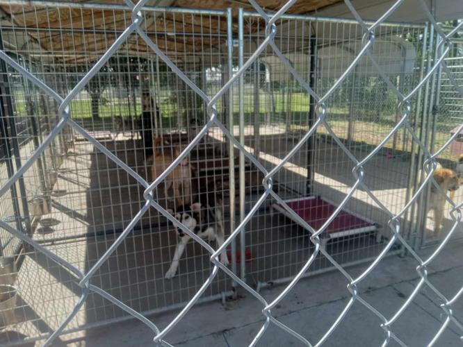 Local humane societies filled at capacity | News | antigojournal.com