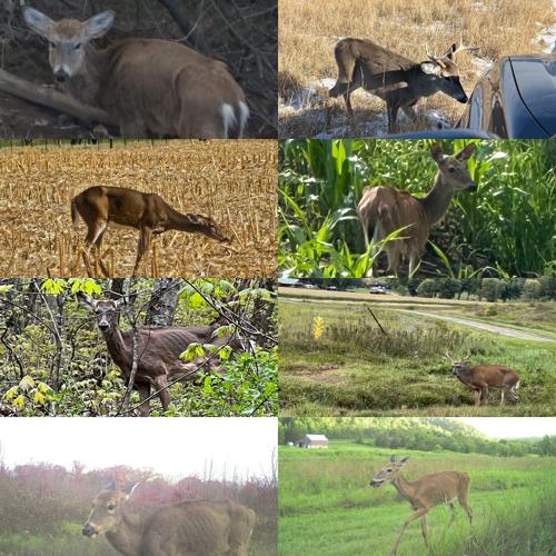 Patrick Durkin: Lawmakers keep ignoring their harms to deer, deer ...