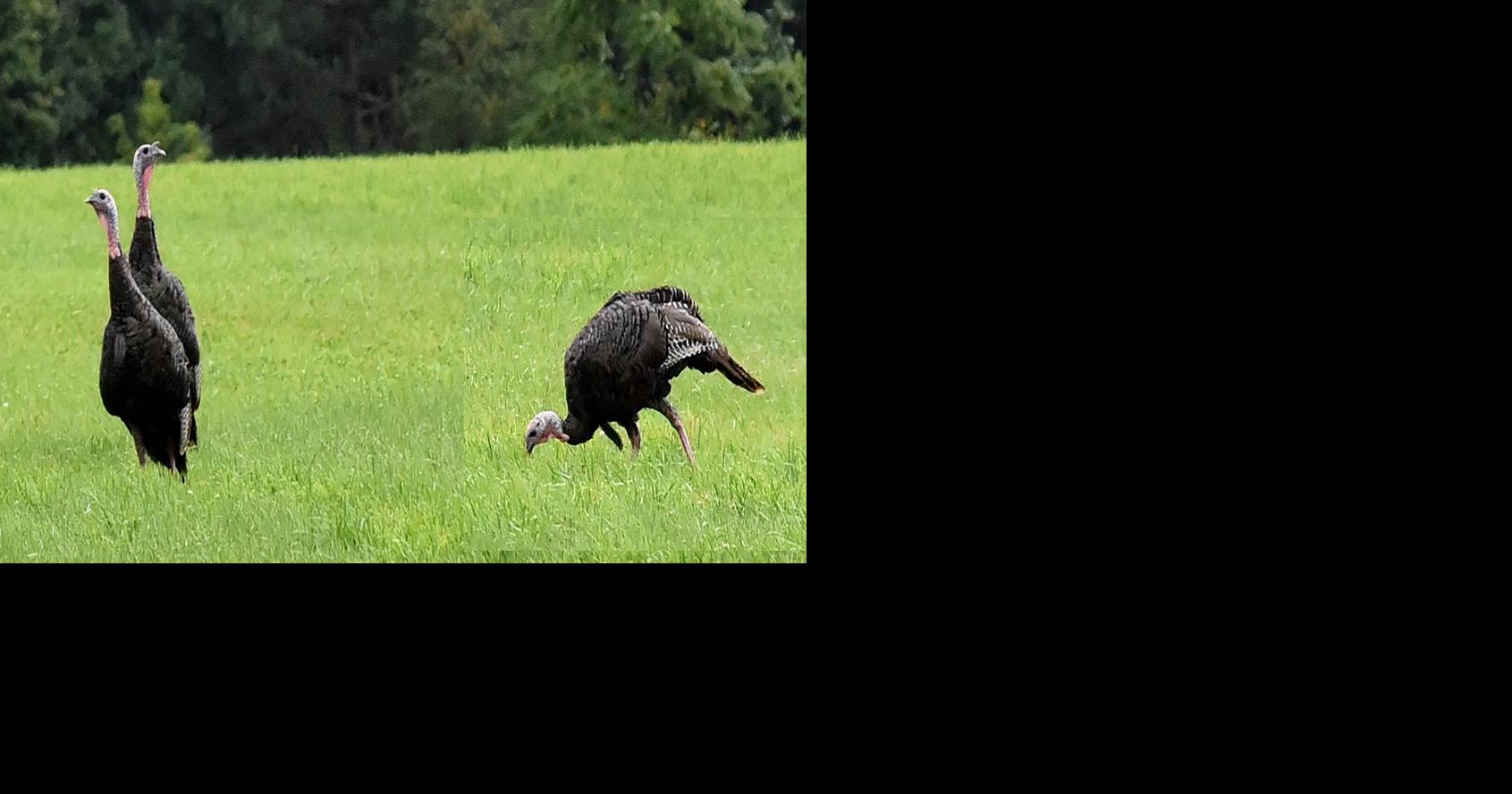 Even smart people fall for rural myths about wild turkeys | News ...