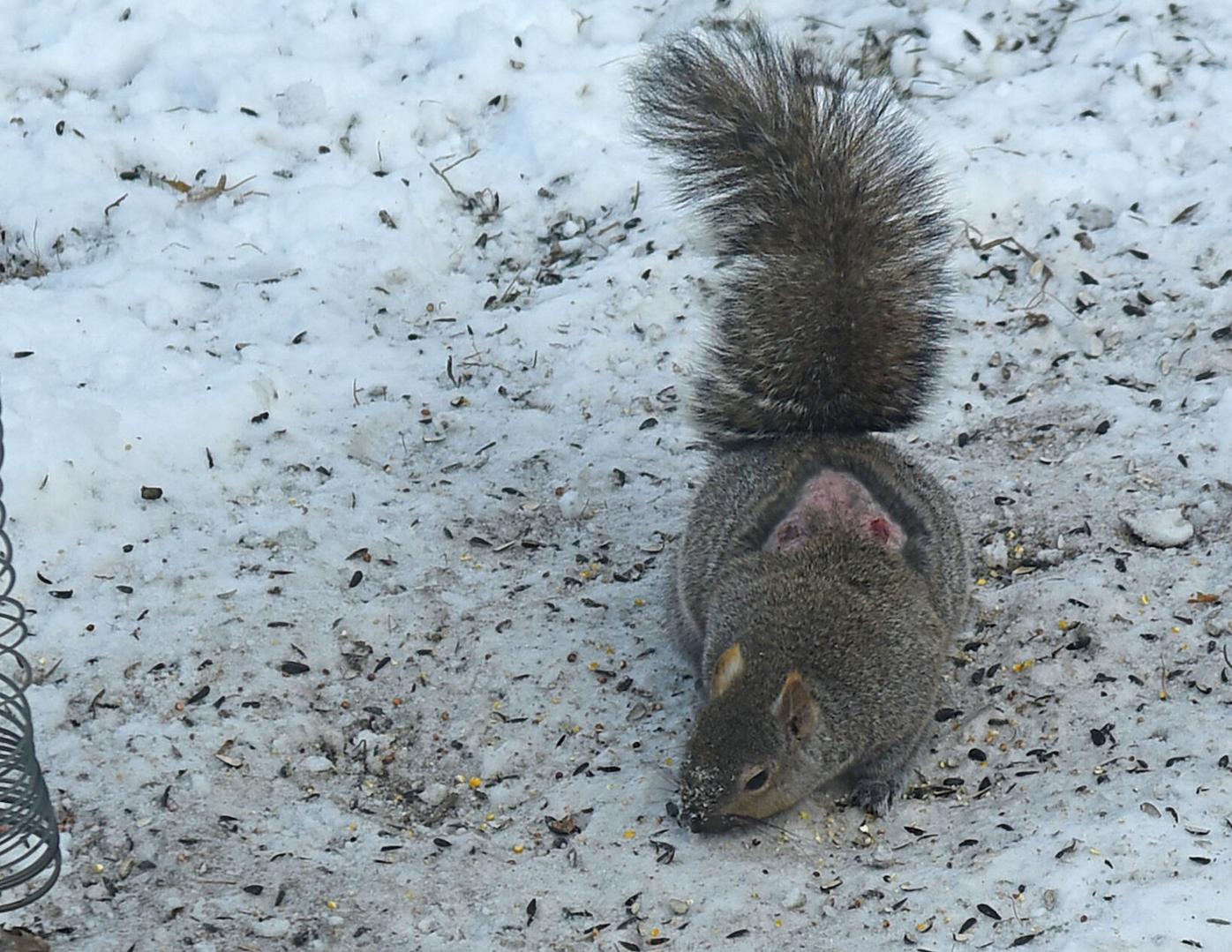 gray squirrel nesting habits