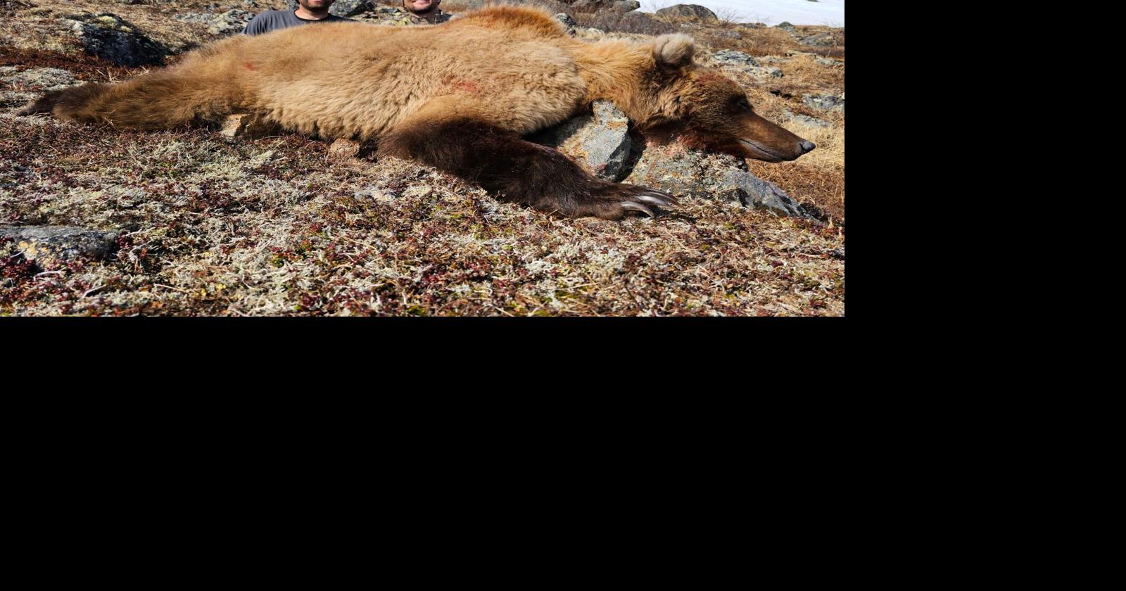 Durkin: Friends endure long waits to tag 2 Alaskan bears | News ...