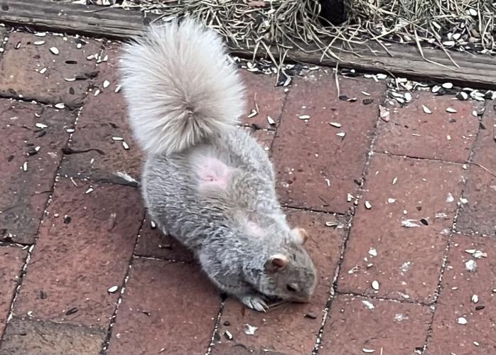 do squirrels have gray fur