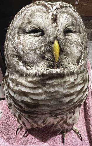 REGI overwhelmed with starving barred owls | Local News | antigojournal.com