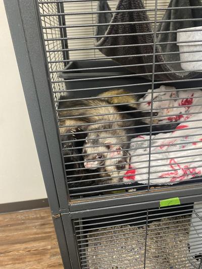 No such thing as too many pets | News | antigojournal.com