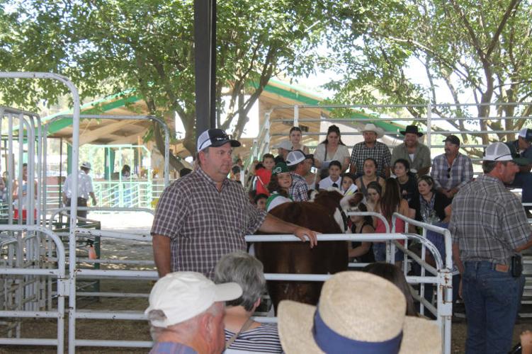 Colusa County Fair: Junior Livestock Auction hits milestone: $1M ...
