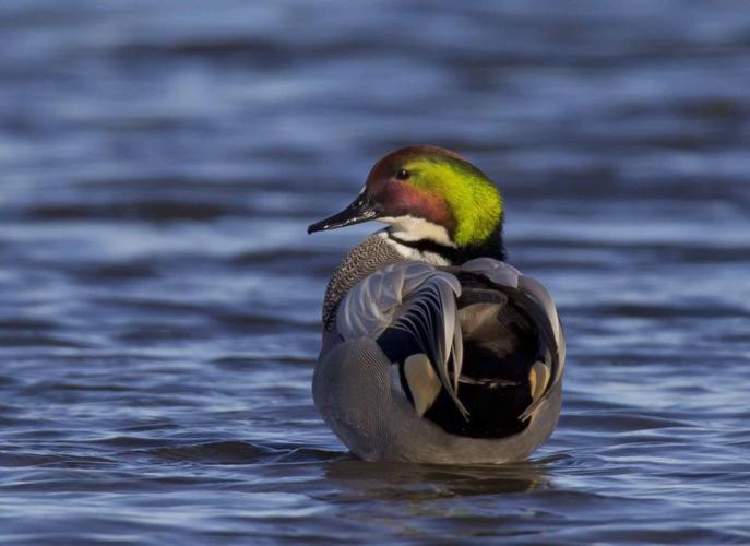 Rare duck returns to Colusa refuge | News | appeal-democrat.com