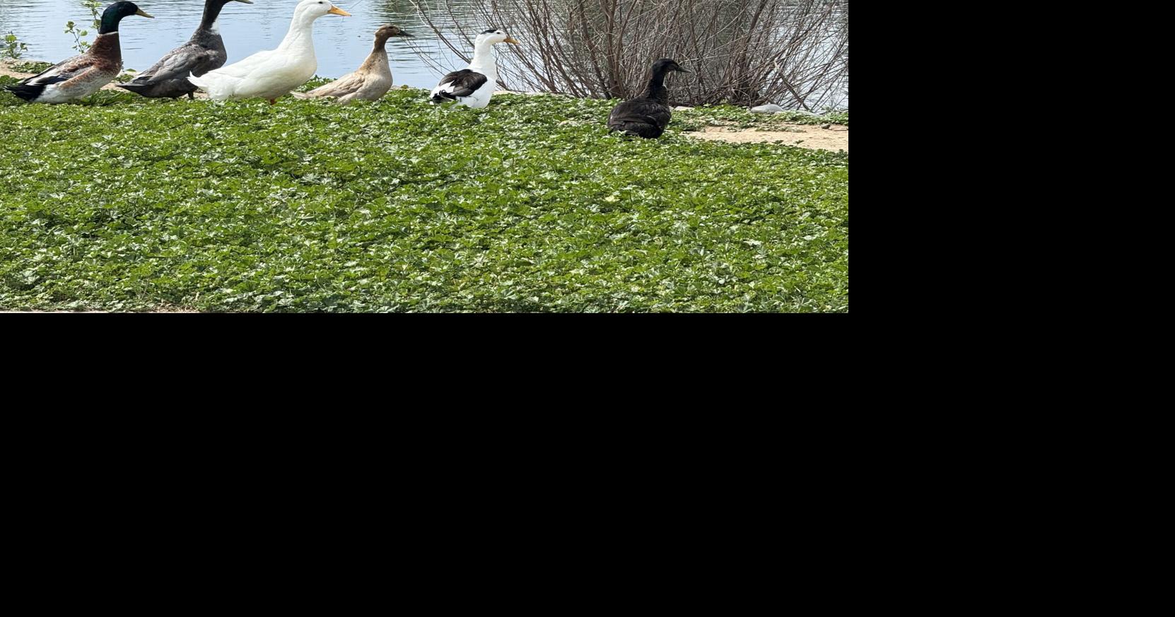 CDFW waterfowl survey shows population increase | Local News | appeal ...