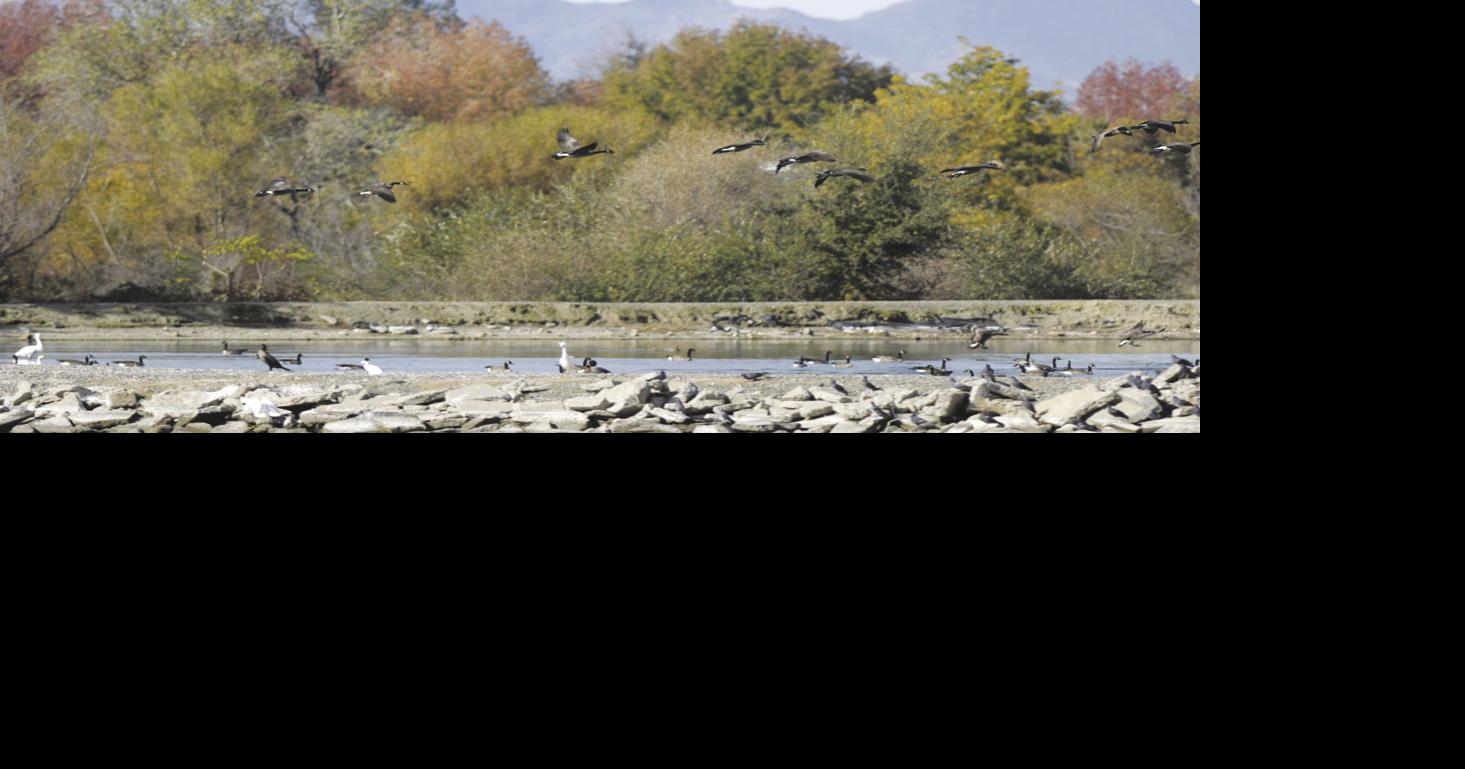 Swan Fest returns Friday | News | appeal-democrat.com