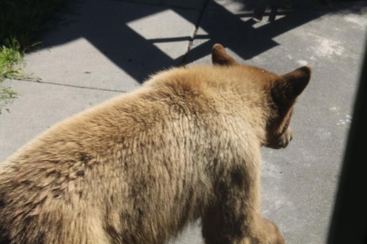 Bear takes a stroll around Colusa; animal is safely removed without ...