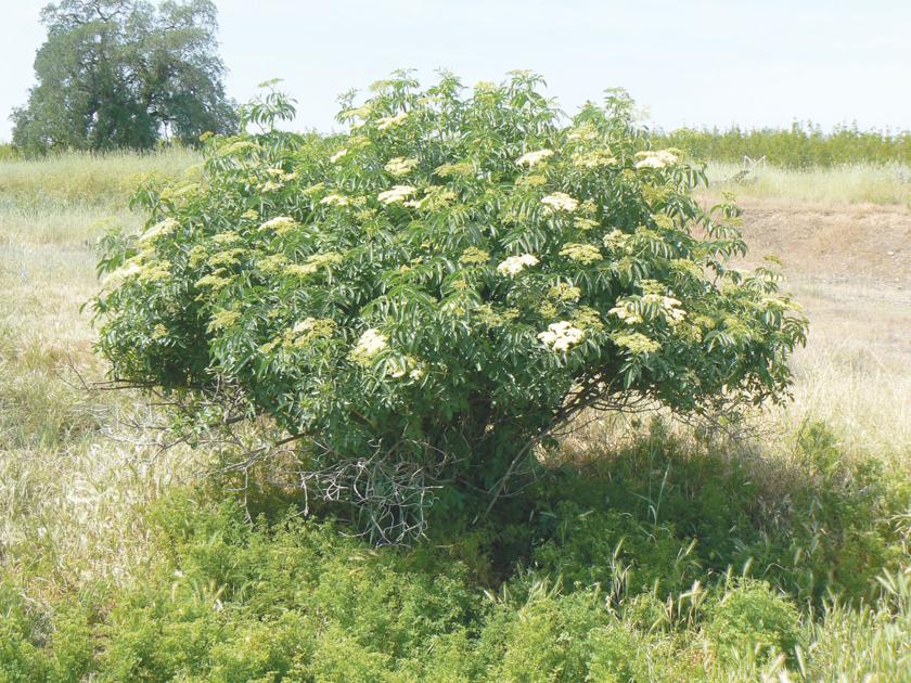 Every Blooming Thing: The remarkable Elderberry Tree | Corning Observer ...