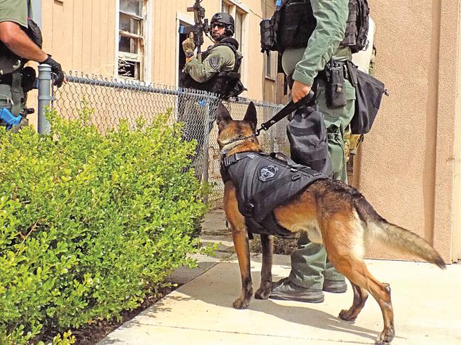 SWAT members -- and canine -- sharpen their skills | News | appeal ...