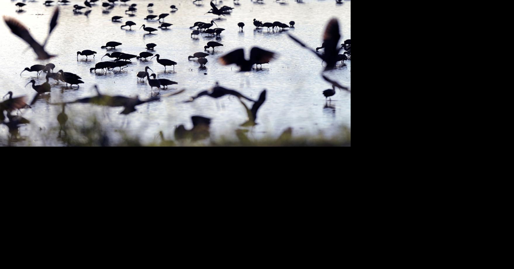 Swan Fest showcases nature | News | appeal-democrat.com