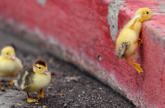 PHOTOS: Mama duck teaches ducklings to climb | | appeal-democrat.com