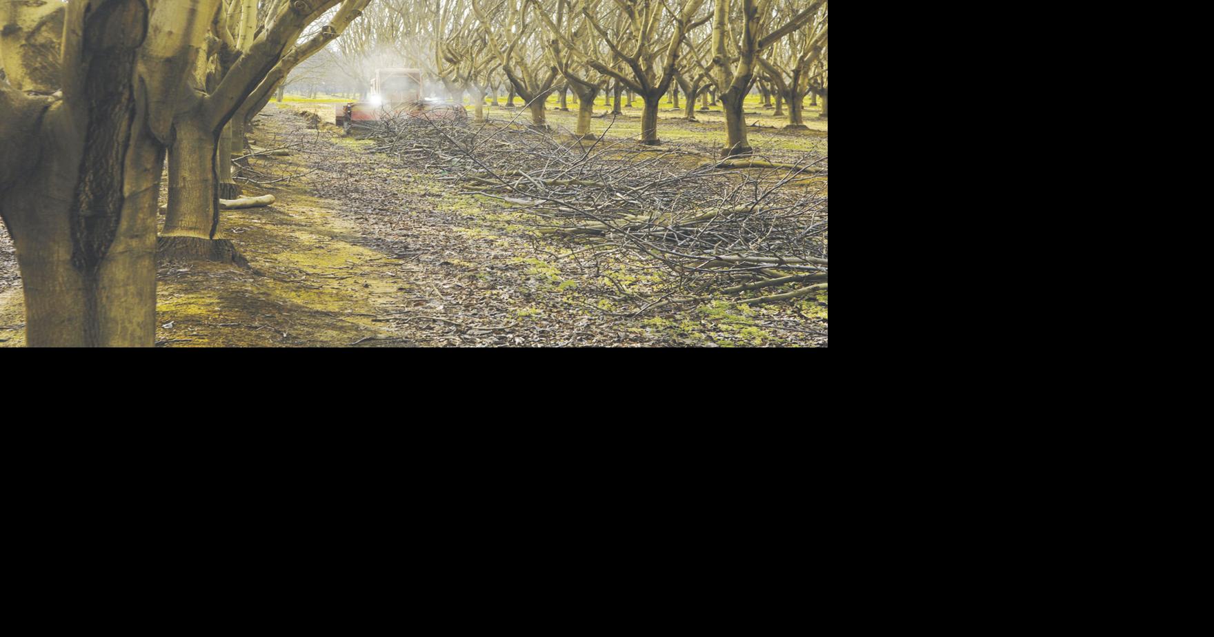 Coronavirus impact on local agricultural operations | News Capsules ...