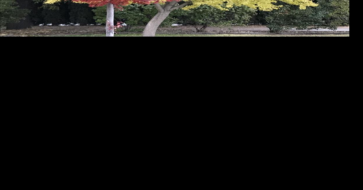 Every Blooming Thing - The Red Maple | Corning Observer | appeal ...