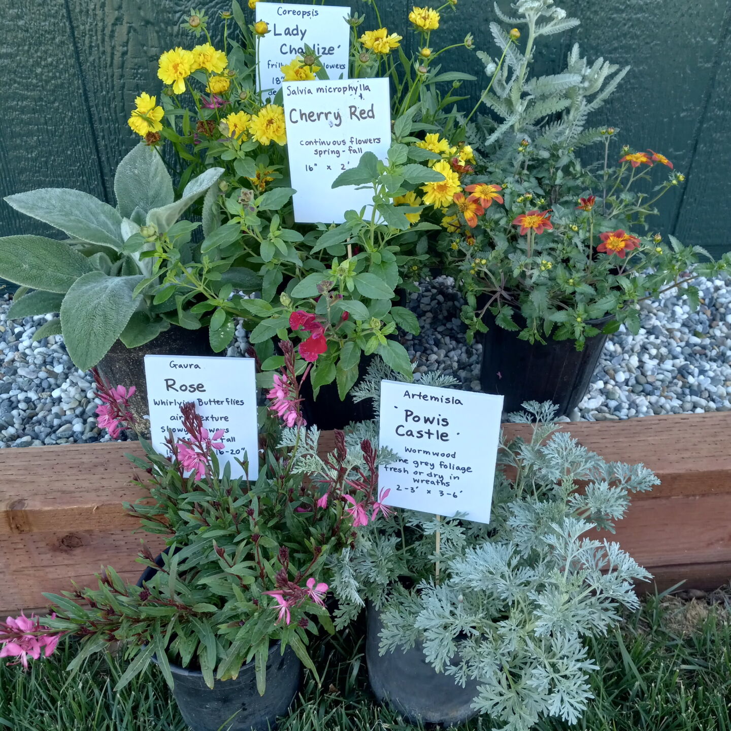 Every Blooming Thing - Red Bluff Garden Club Annual Plant Sale | Colusa ...