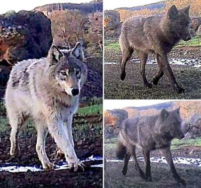 Three gray wolves spotted in Tehama County | Corning Observer | appeal ...