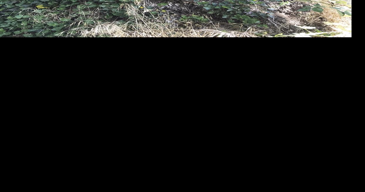 Ivy: Not necessarily a good choice | Corning Observer | appeal-democrat.com