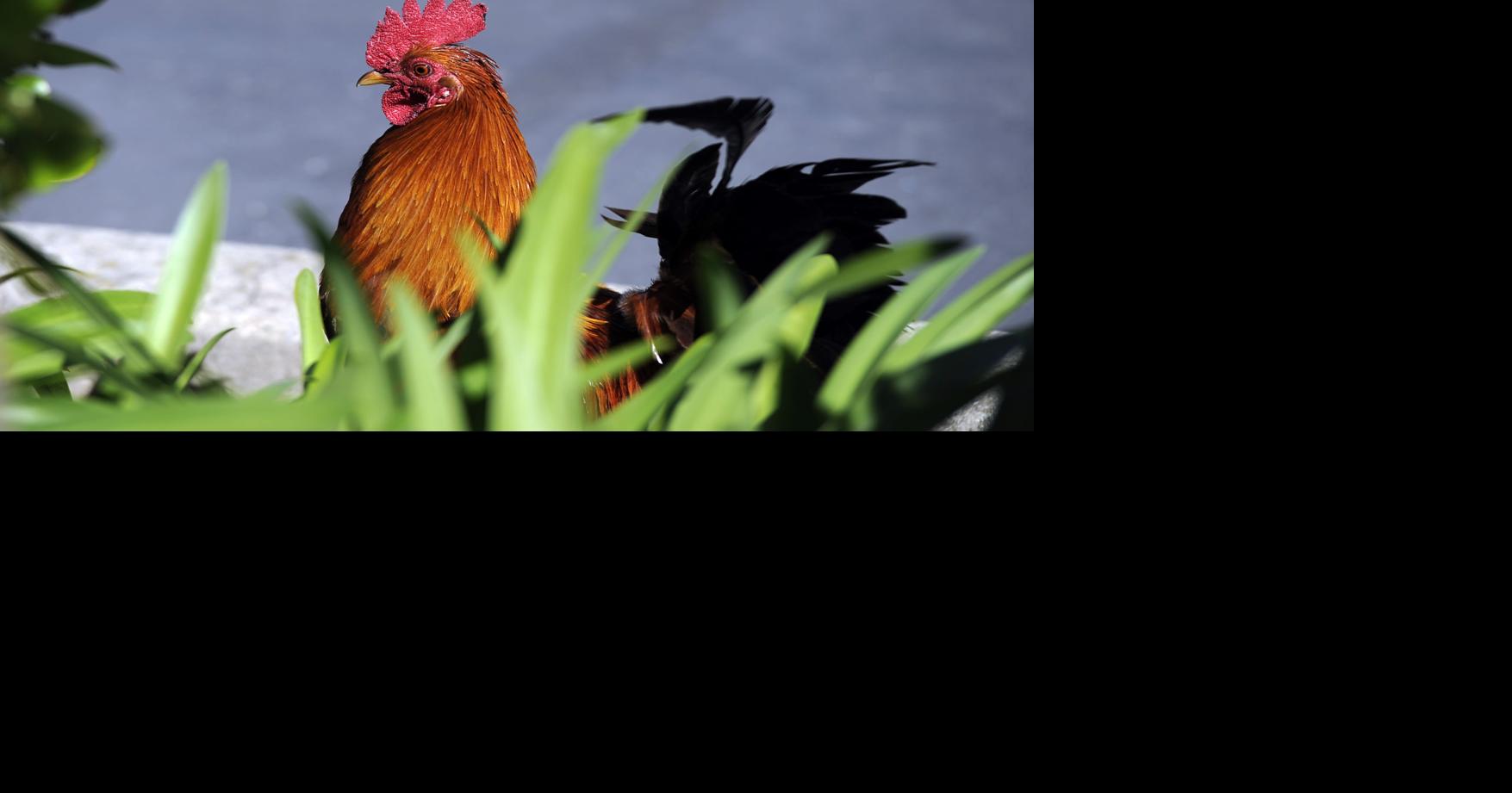 Are rogue chickens a problem or an asset? | News | appeal-democrat.com