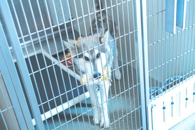 Animals in and out of control: Yuba and Sutter counties clarify common ...