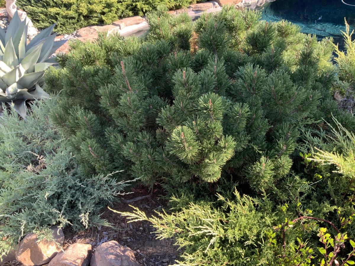 mugo pine dwarf size