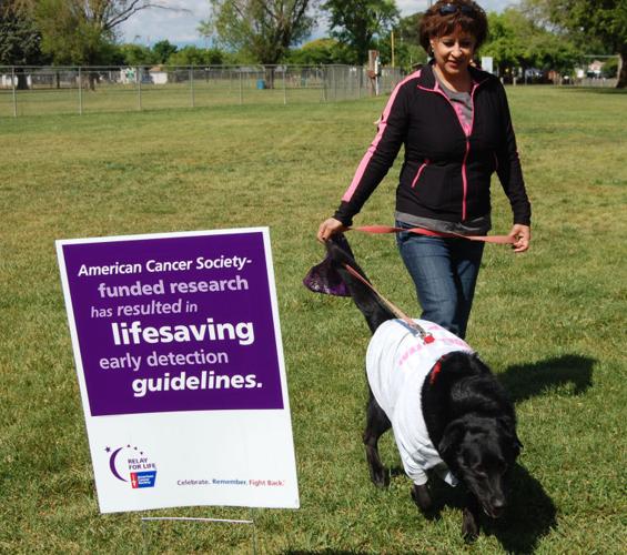 Bark for Life raises money for cancer research | Glenn County ...