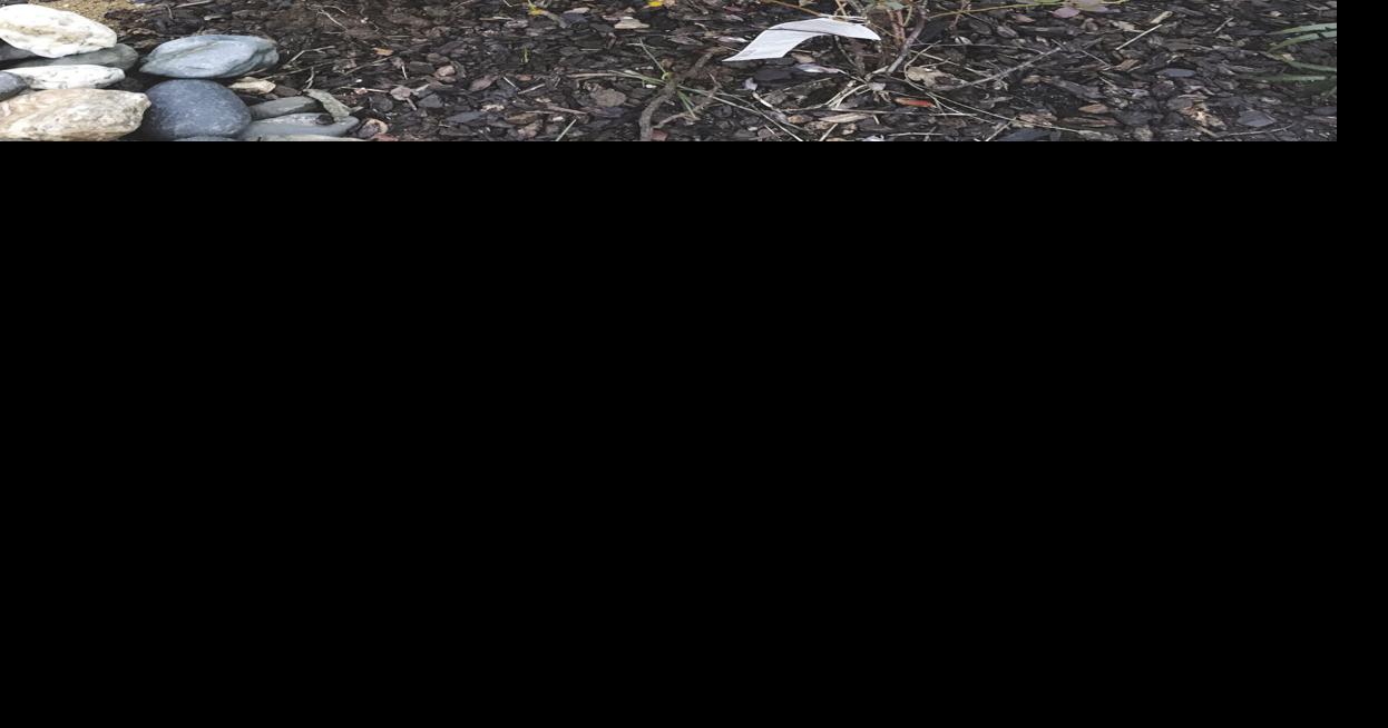 Every Blooming Thing: The African bush daisy | Corning Observer ...