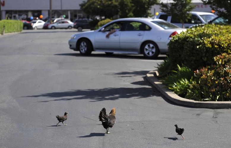 Are rogue chickens a problem or an asset? | News | appeal-democrat.com