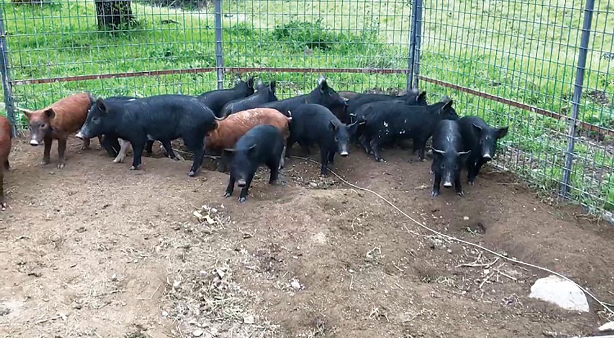 Tackling big feral pig problems in the Sutter Buttes | News | appeal ...