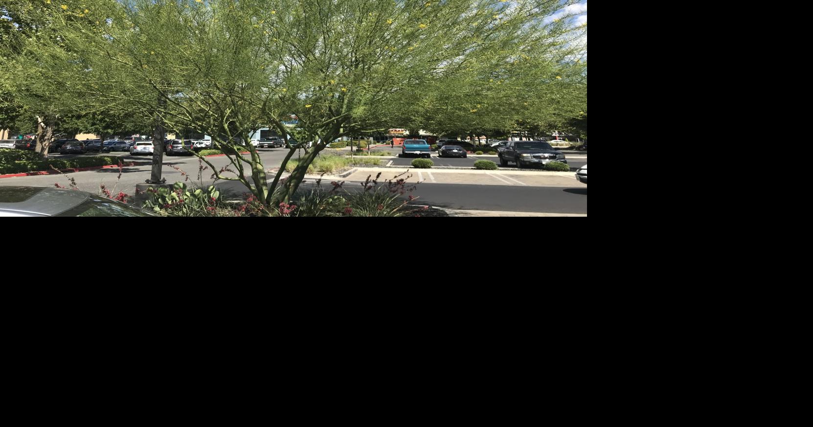 Every Blooming Thing: The green stick tree | Corning Observer | appeal ...