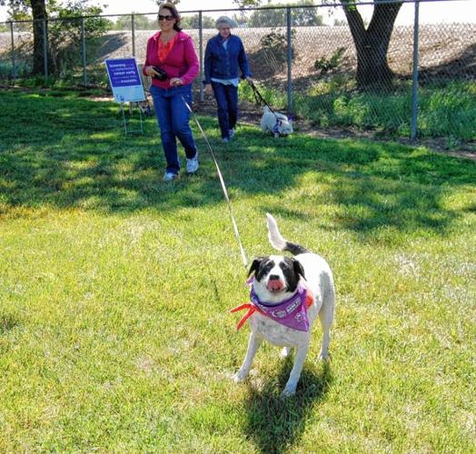 Bark for Life Relay raising funds for cancer research | News | appeal ...