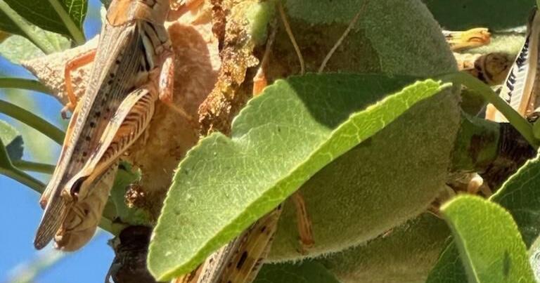 Grasshopper invasion on the move near Corning | Corning Observer ...