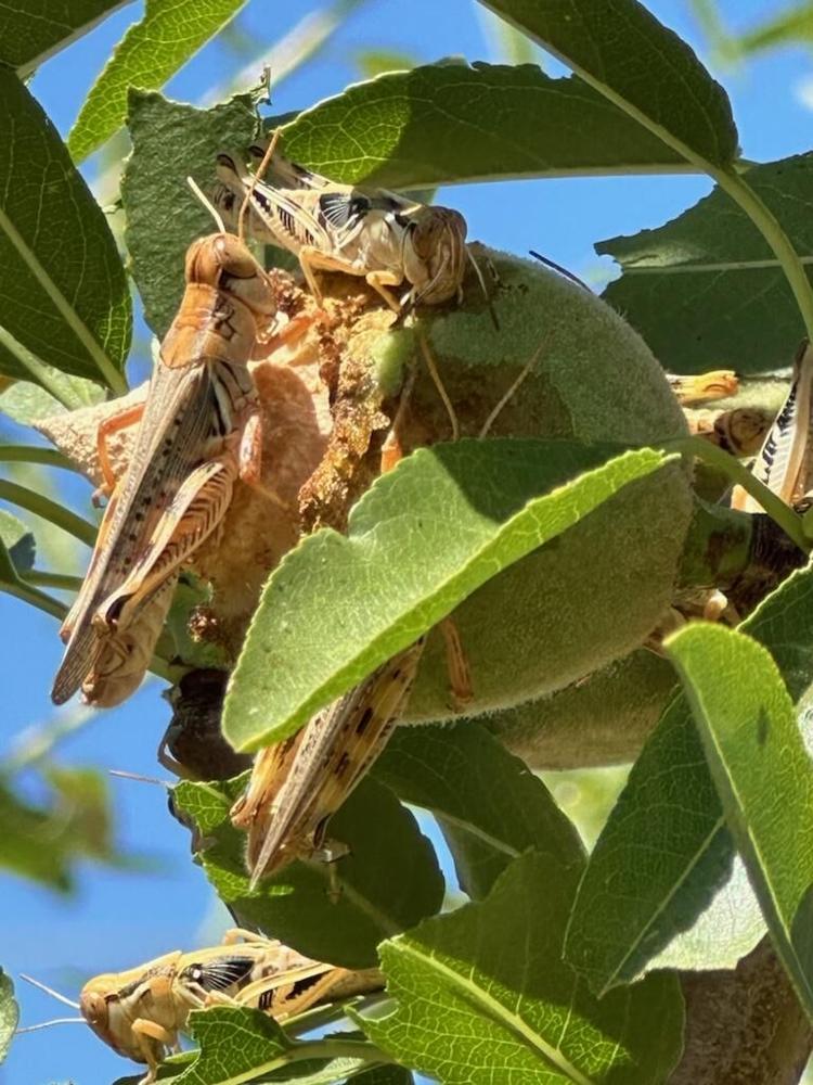 Grasshopper invasion on the move near Corning | Corning Observer ...