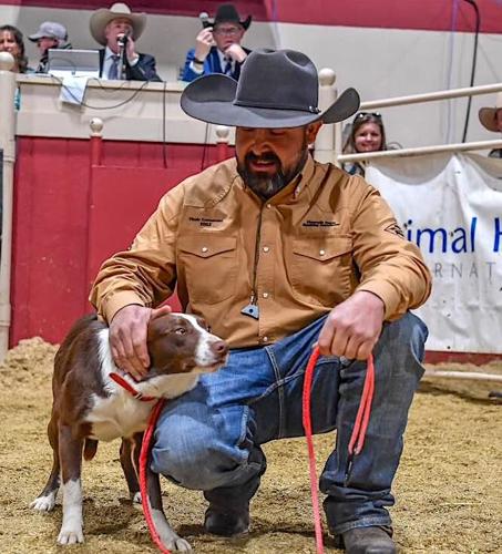 Huge crowds attend Red Bluff Bull and Gelding Sale | Corning Observer ...